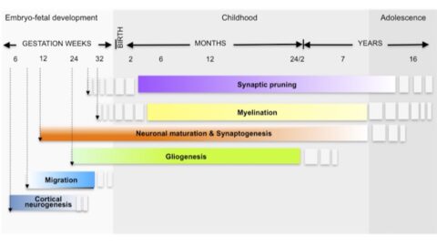 NeuroDev | Neurodiderot